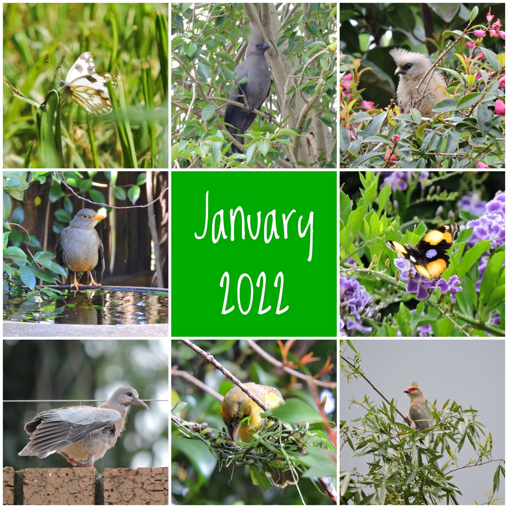 January 2022 | Hermien's Photo Project