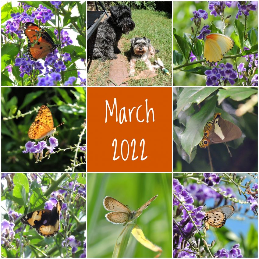 March 2022 | Hermien's Photo Project