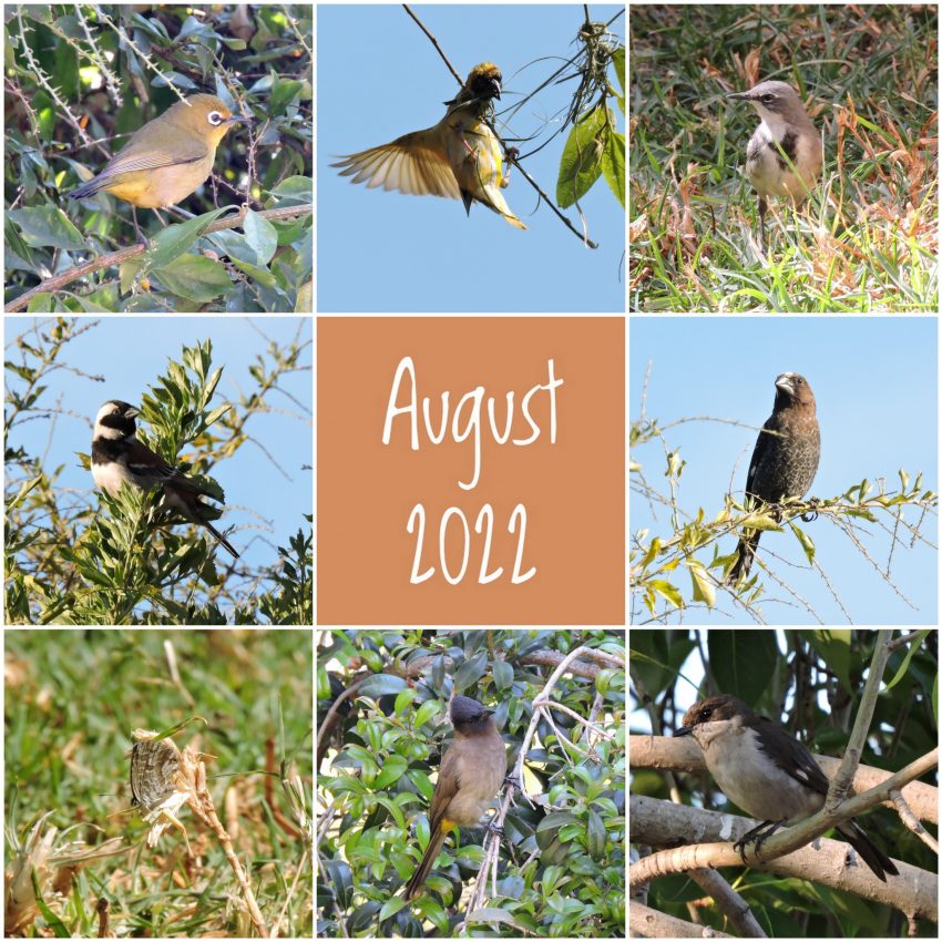 August 2022 | Hermien's Photo Project